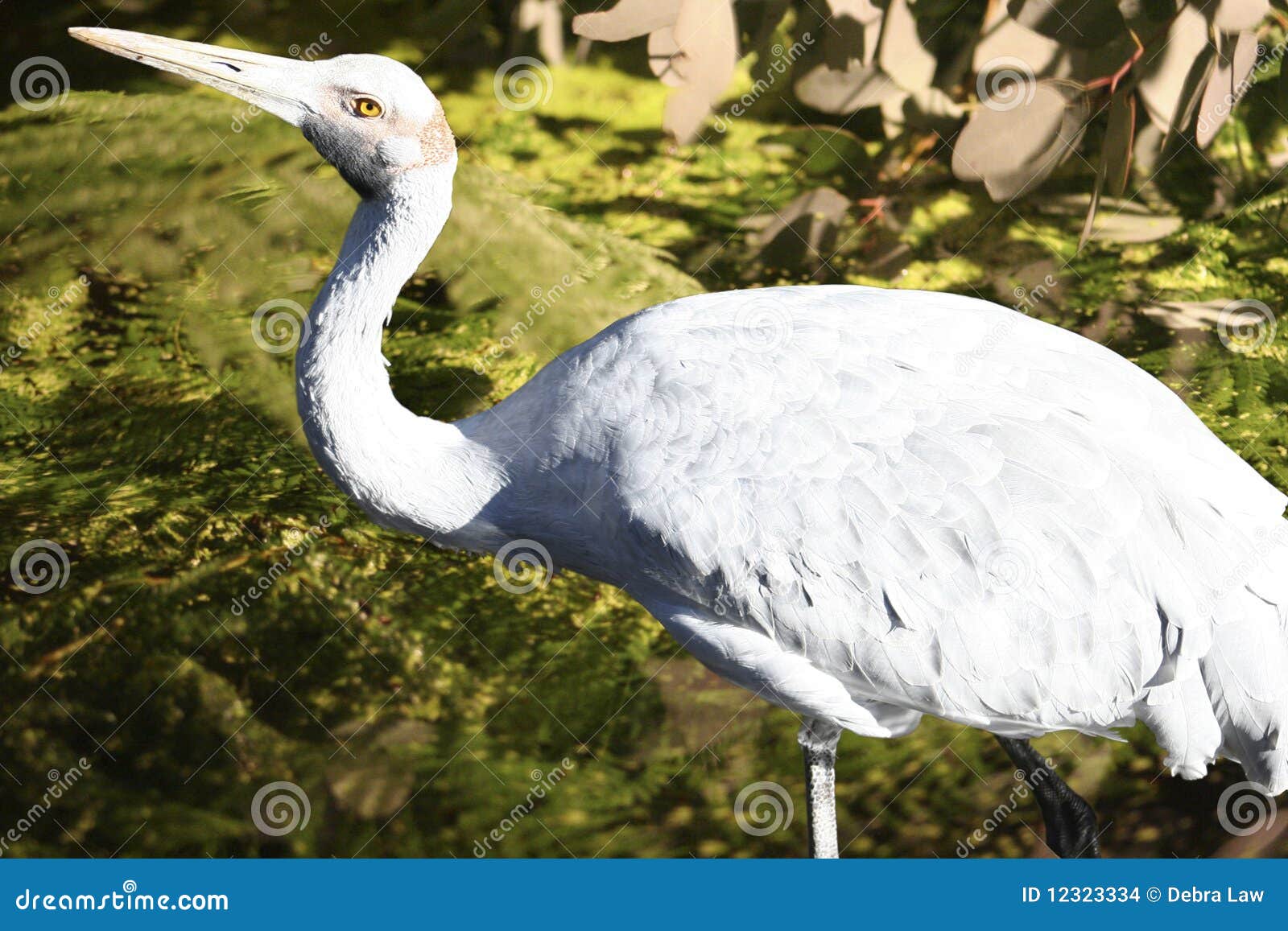 Brolga bird, Australia stock photo. Image of bird, australia - 12323334