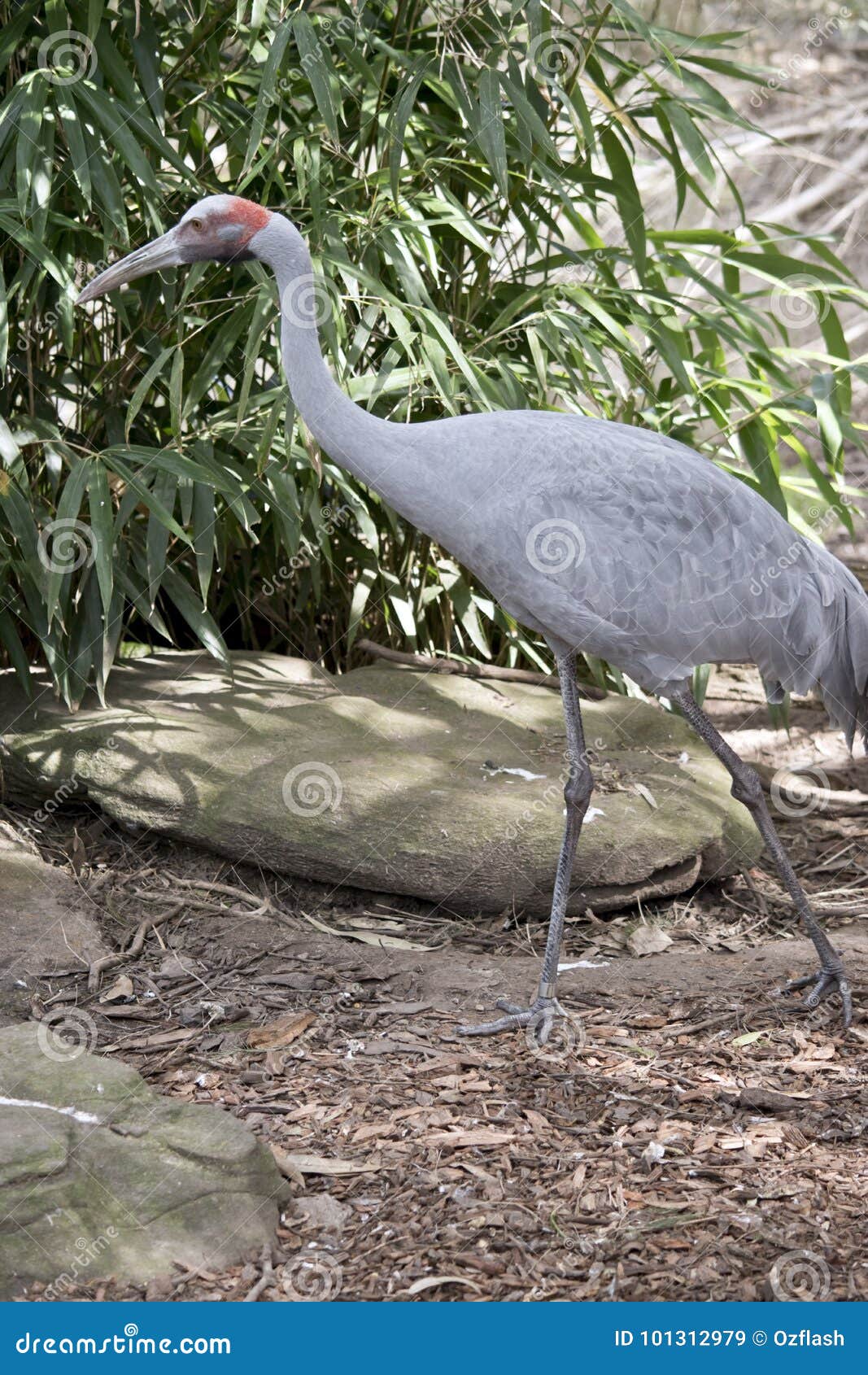 Brolga stock image. Image of grey, orange, feathers - 101312979