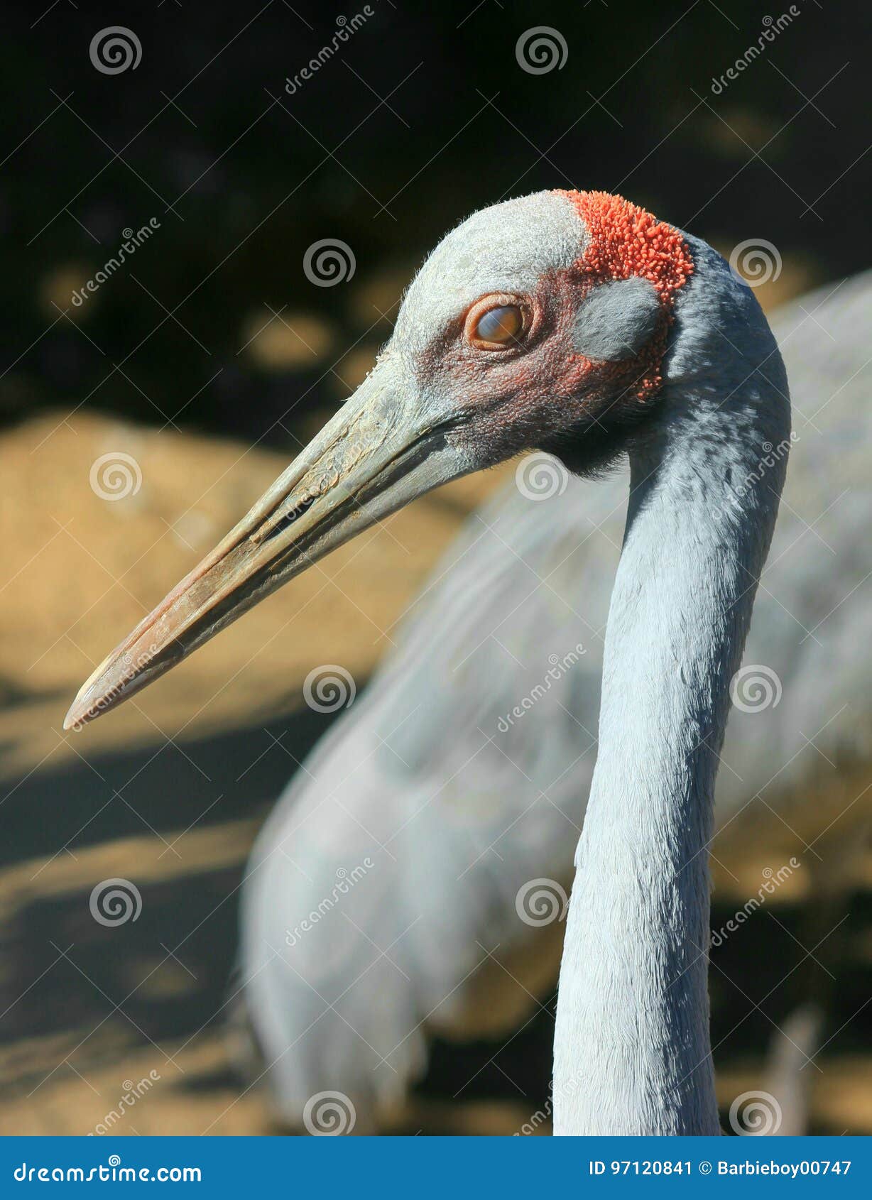 Brolga stock image. Image of cream, brolga, focus, neck - 97120841