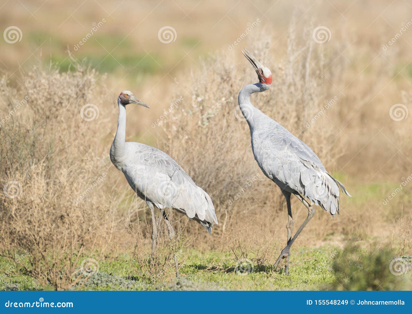 Brolga in Outback Australia Stock Image - Image of nature, birds: 155548249