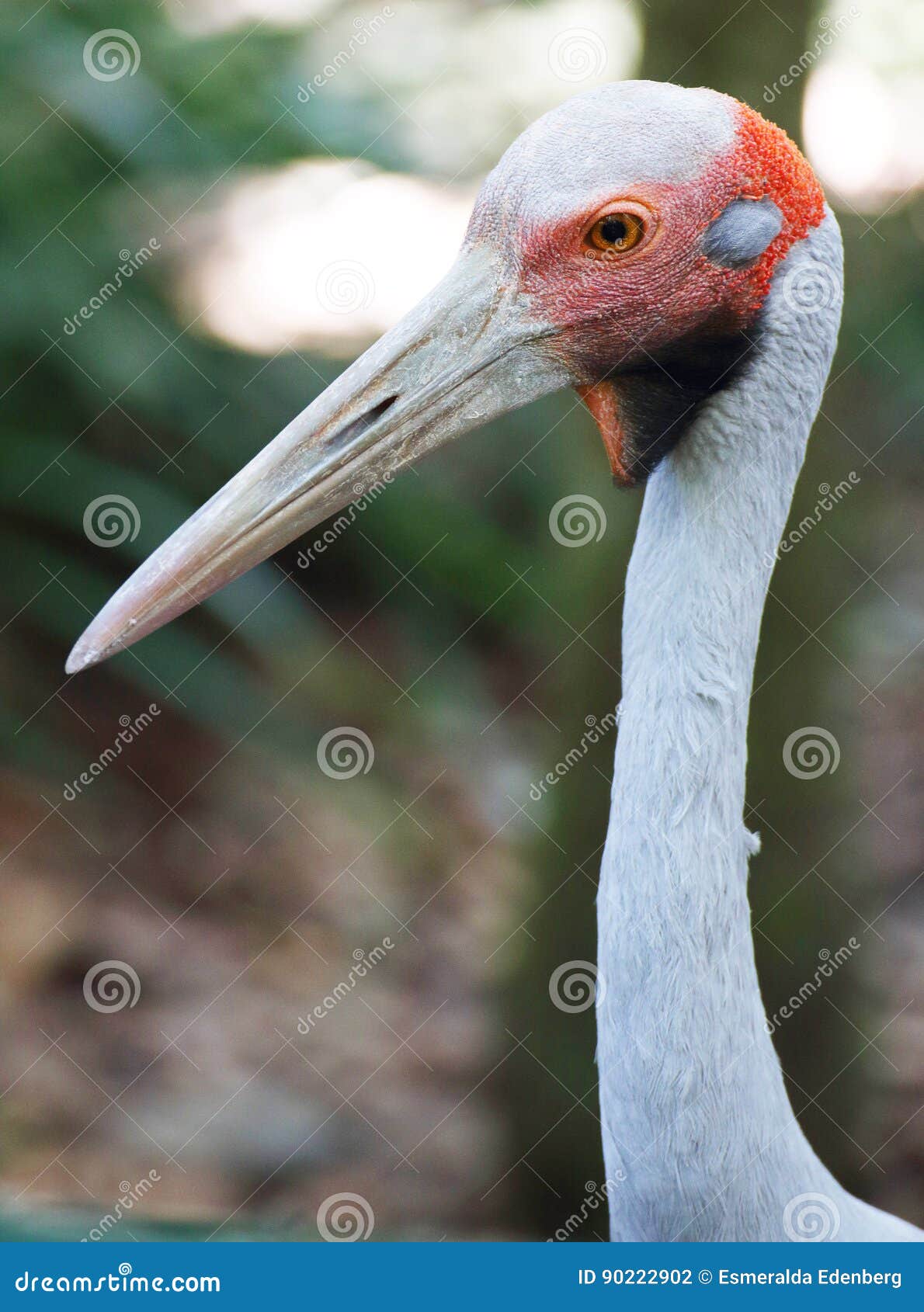 Brolga stock photo. Image of beak, long, queensland, bird - 90222902
