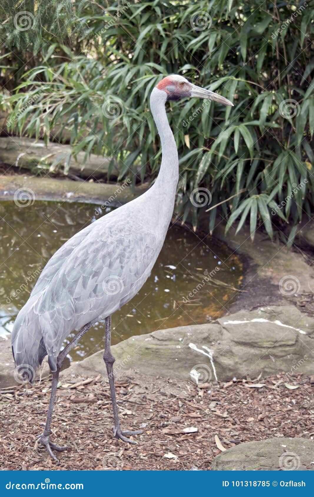Brolga stock image. Image of water, bird, beak, chin - 101318785