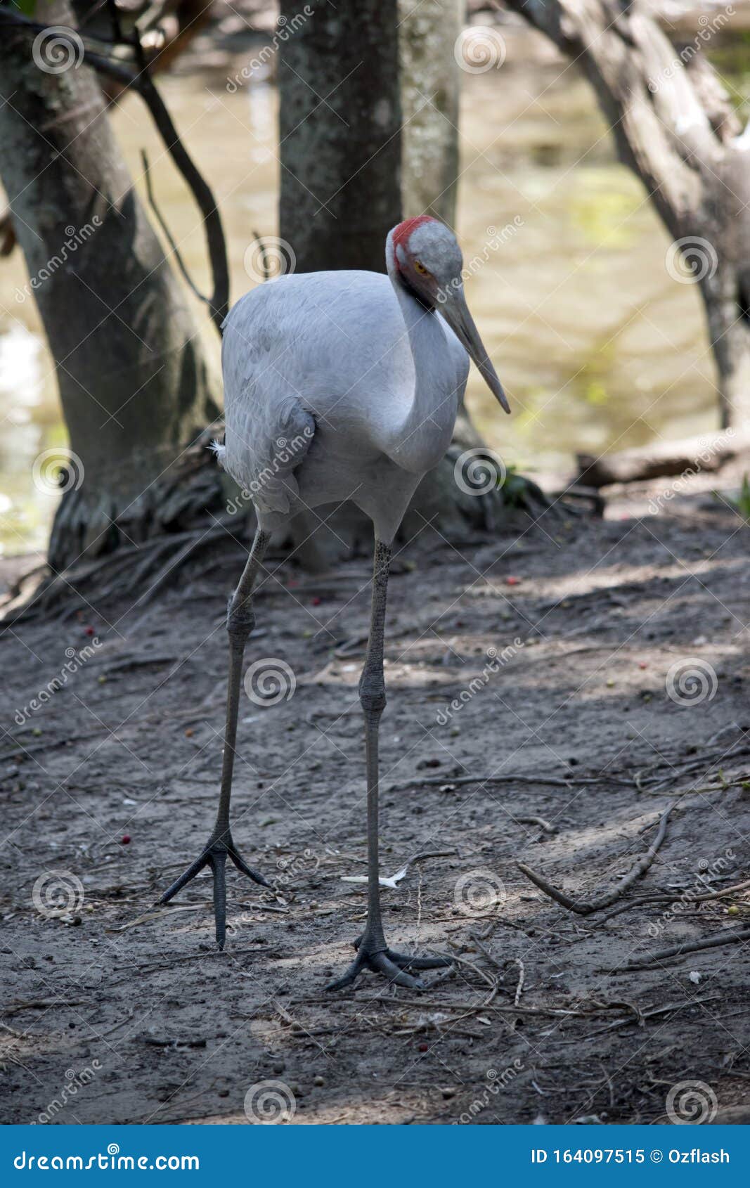 The Brolga is a Tall Grey Bird Stock Image - Image of feathers, brown ...