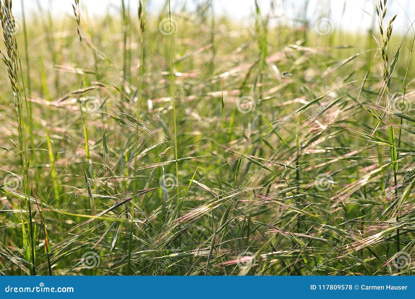 Brome Grass in Bright Sunlight Stock Photo - Image of sunshine, bright ...