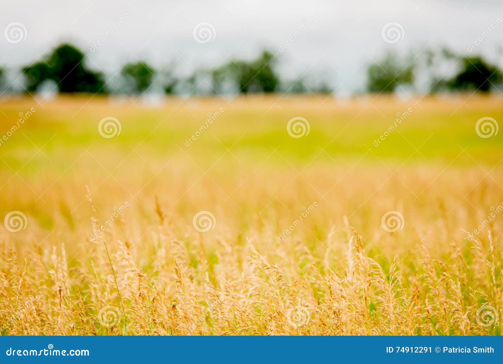 Brome hay field stock image. Image of brome, grass, agriculture - 74912291