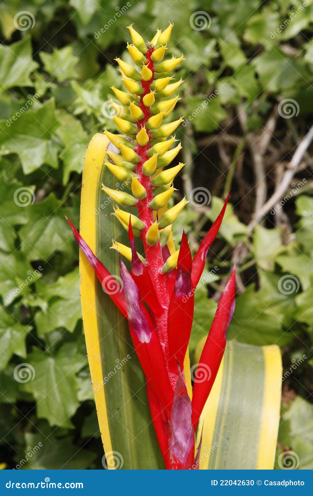 Bromelia foto de archivo. Imagen de floral, amazonas - 22042630