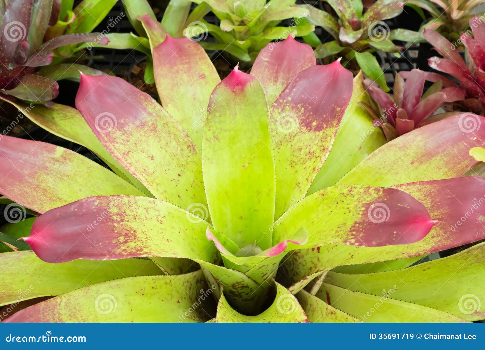 Bromelia imagen de archivo. Imagen de extracto, vida - 35691719