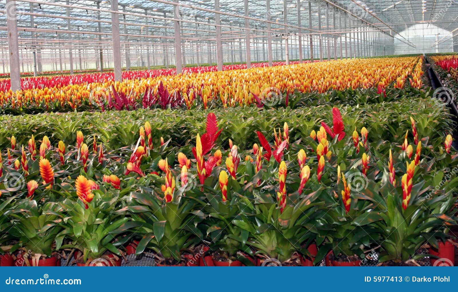 Bromelia stock image. Image of plant, production, bromelija - 5977413