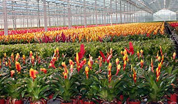 Bromelia stock image. Image of plant, production, bromelija - 5977413