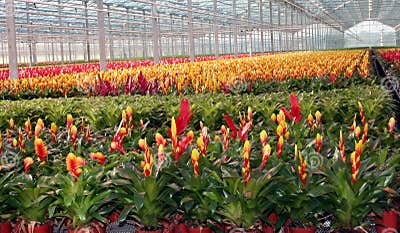 Bromelia stock image. Image of plant, production, bromelija - 5977413