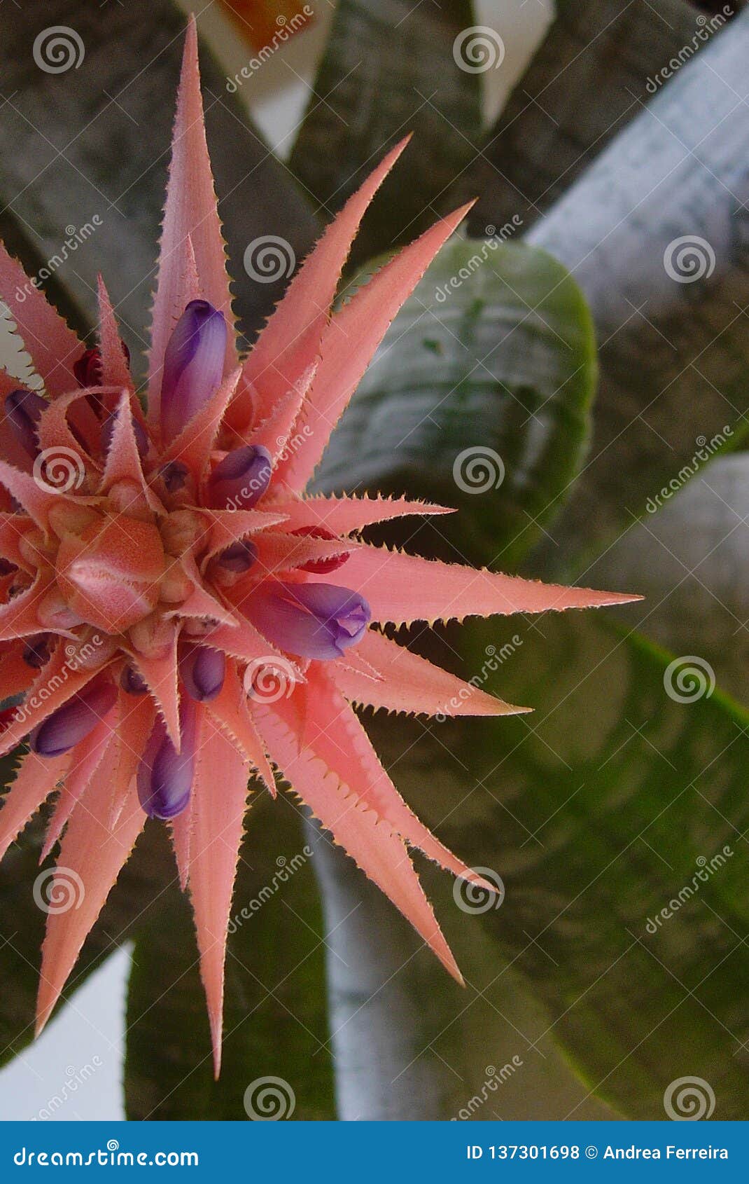 Bromelia stock photo. Image of nature, bromeliad, closeup - 137301698