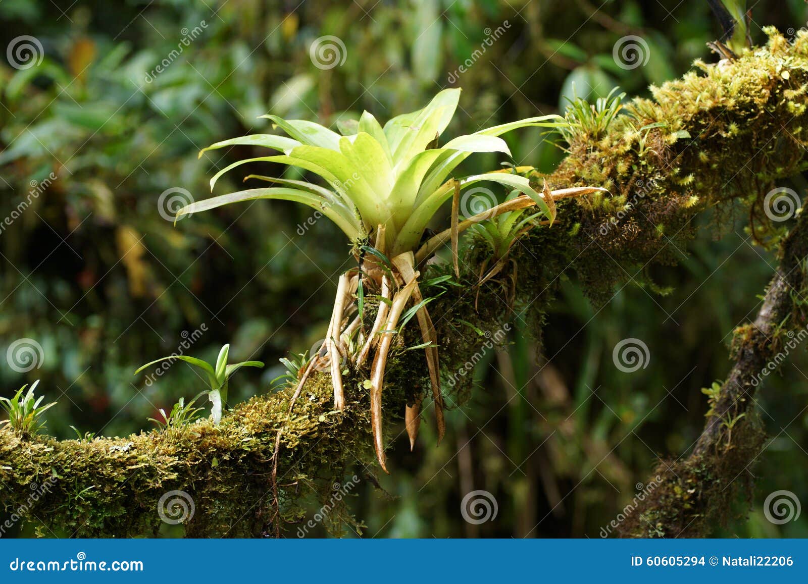 Bromelia En Una Rama De árbol Foto de archivo - Imagen de verde, costa ...