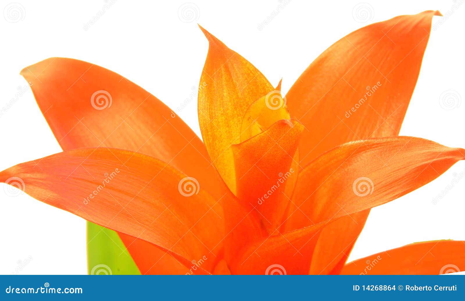 Bromelia flower stock photo. Image of bromelia, forest - 14268864