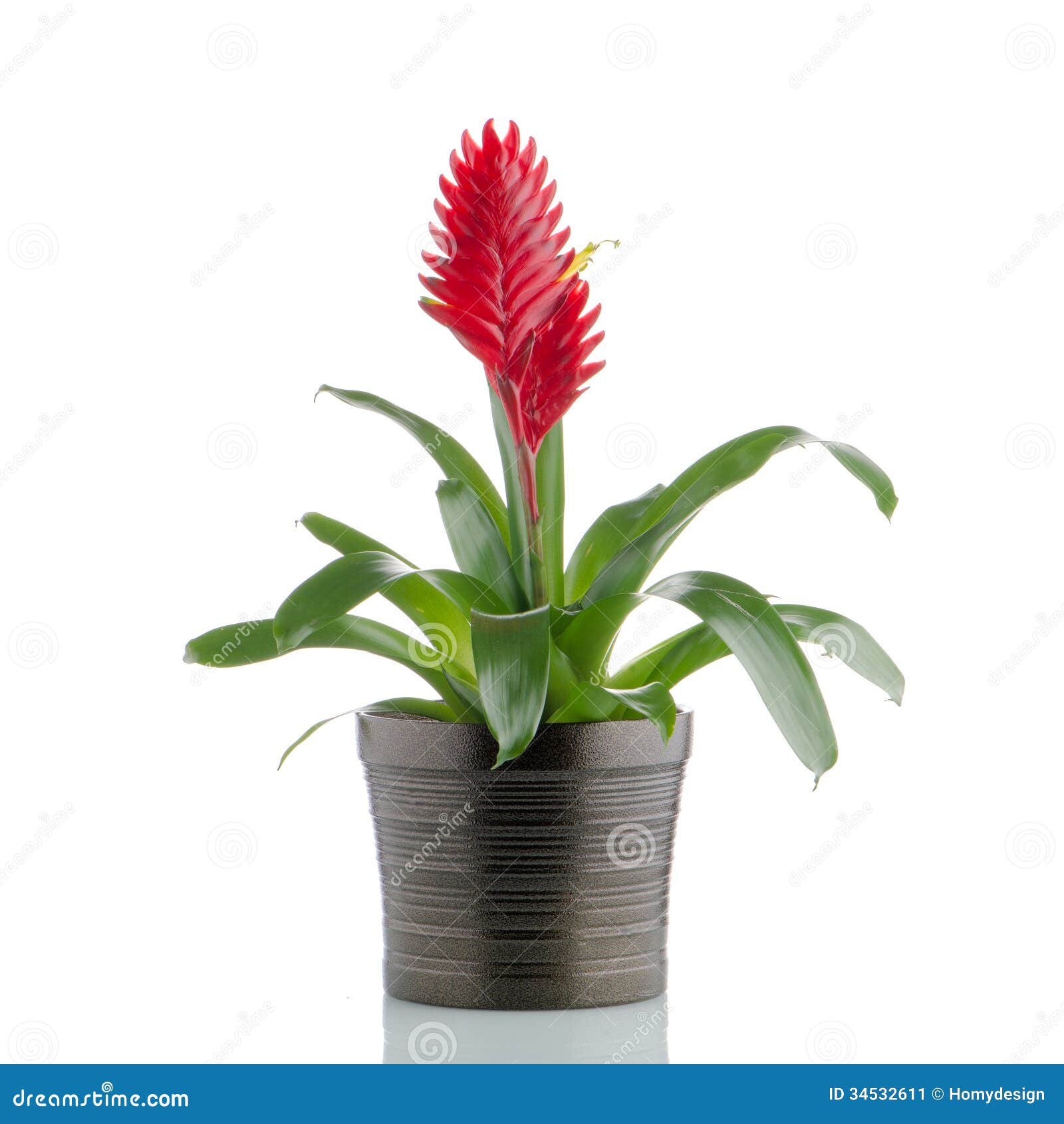 Bromelia