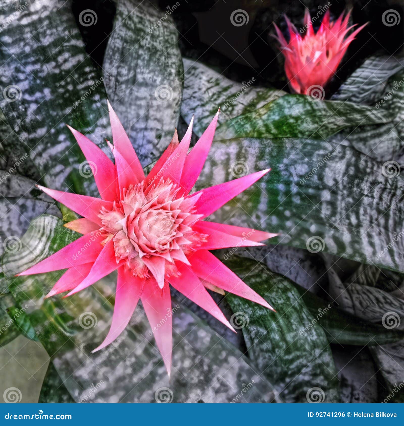 Bromelia Flowers stock photo. Image of blooms, flowers - 92741296
