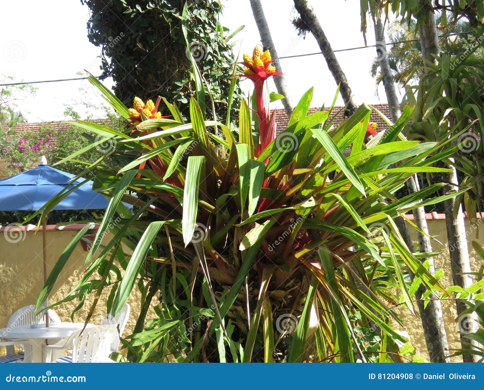 Bromelia Flowers Fixed on Tree Stock Photo - Image of bloom, garden ...
