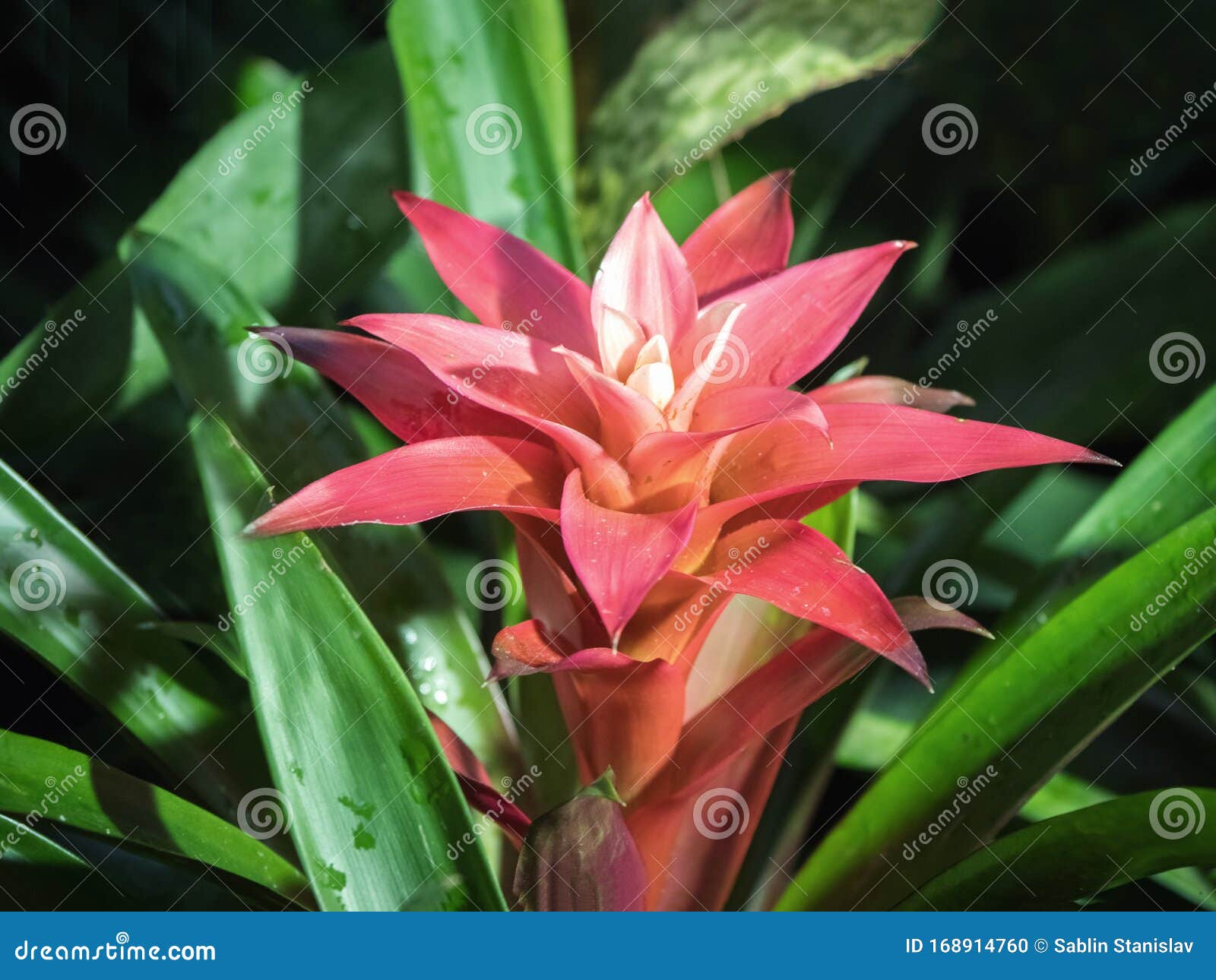 Bromelia Ou Bromelia Rosa No Jardim Foto de Stock - Imagem de selva ...