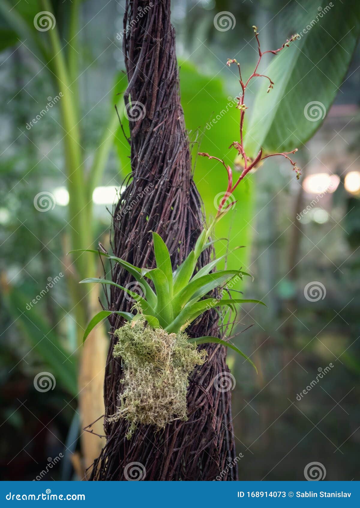 Bromelia Ou Bromelia Verde No Jardim Imagem de Stock - Imagem de floral ...