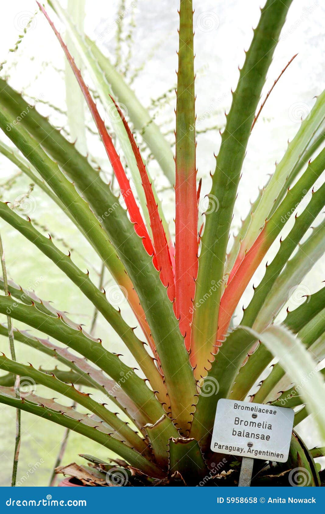 Bromelia plant stock photo. Image of botany, medicinal - 5958658