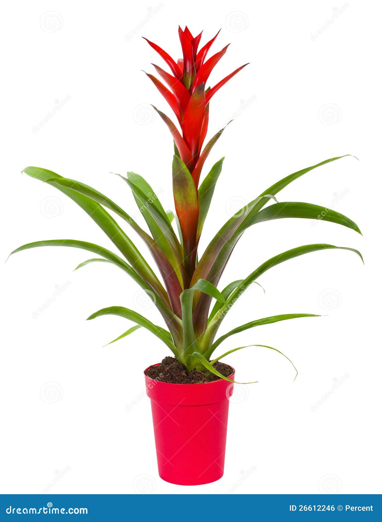 Bromelia plant in pot stock photo. Image of single, closeup - 26612246