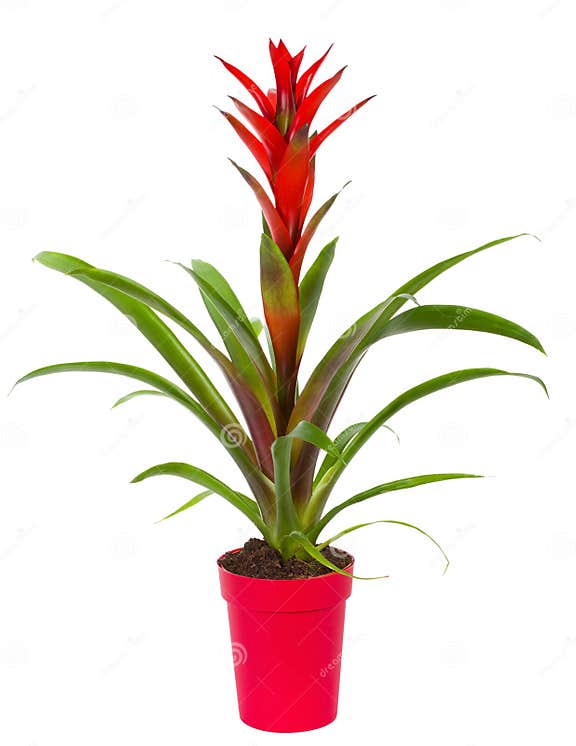 Bromelia plant in pot stock photo. Image of single, closeup - 26612246