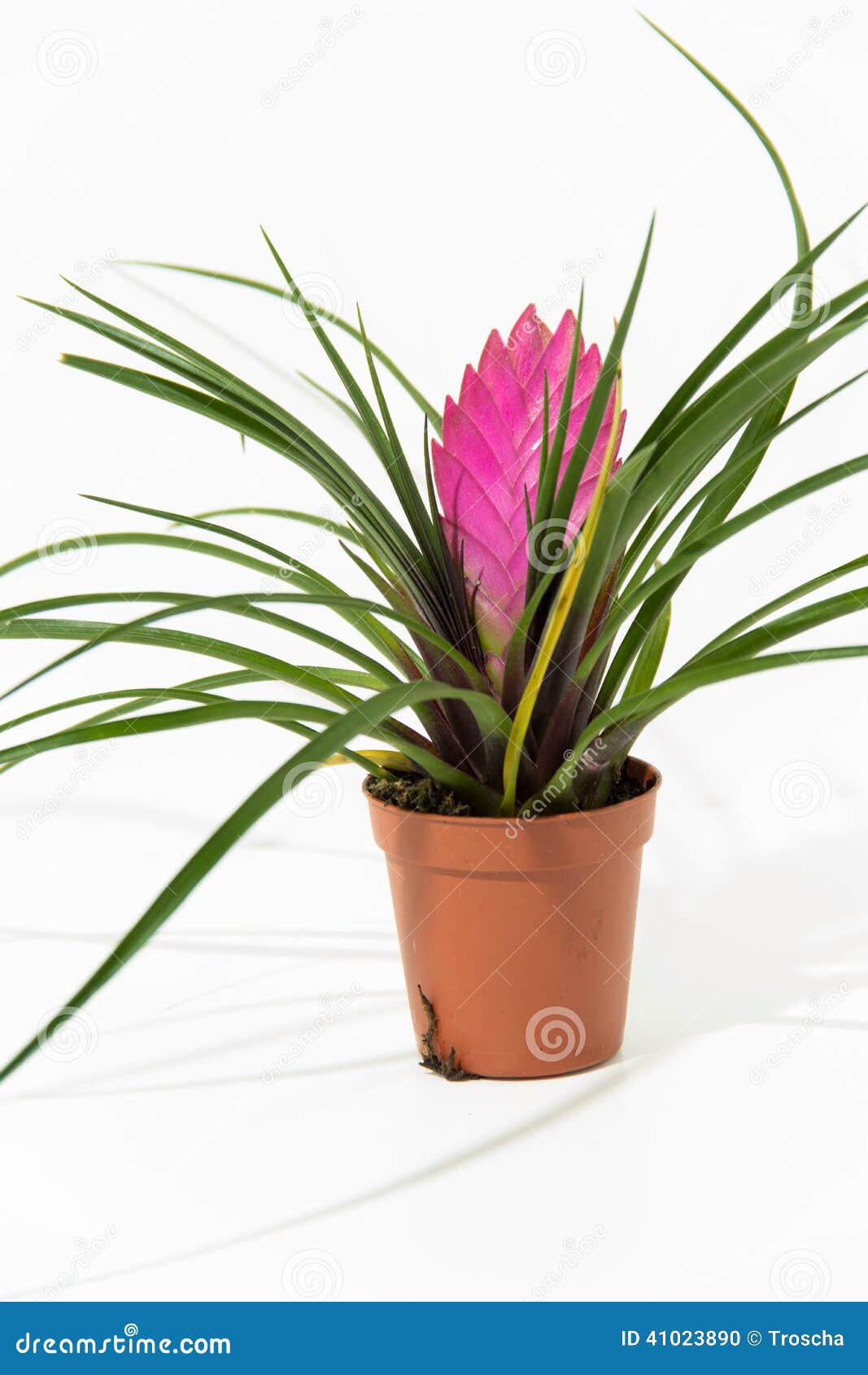 Bromelia plant in pot stock photo. Image of potted, color - 41023890