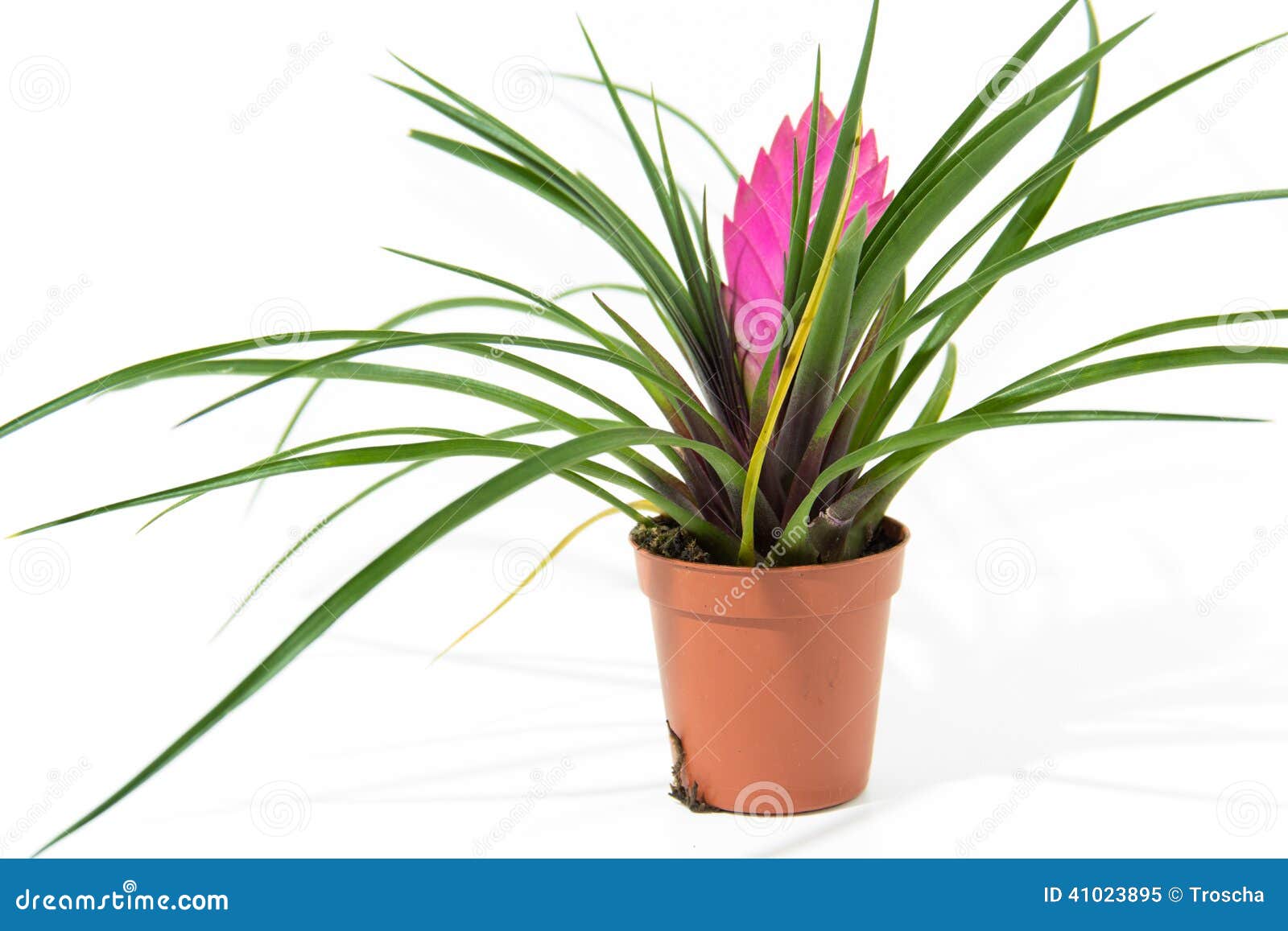 Bromelia plant in pot stock image. Image of soil, decoration - 41023895