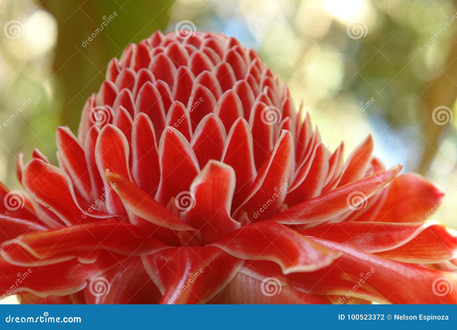 Bromelia stock photo. Image of macro, nature, flower - 100523372