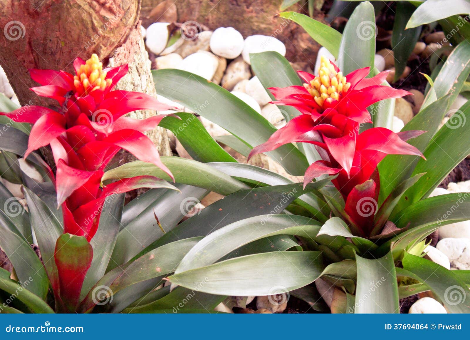 Bromelia roja foto de archivo. Imagen de pétalo, flor - 37694064