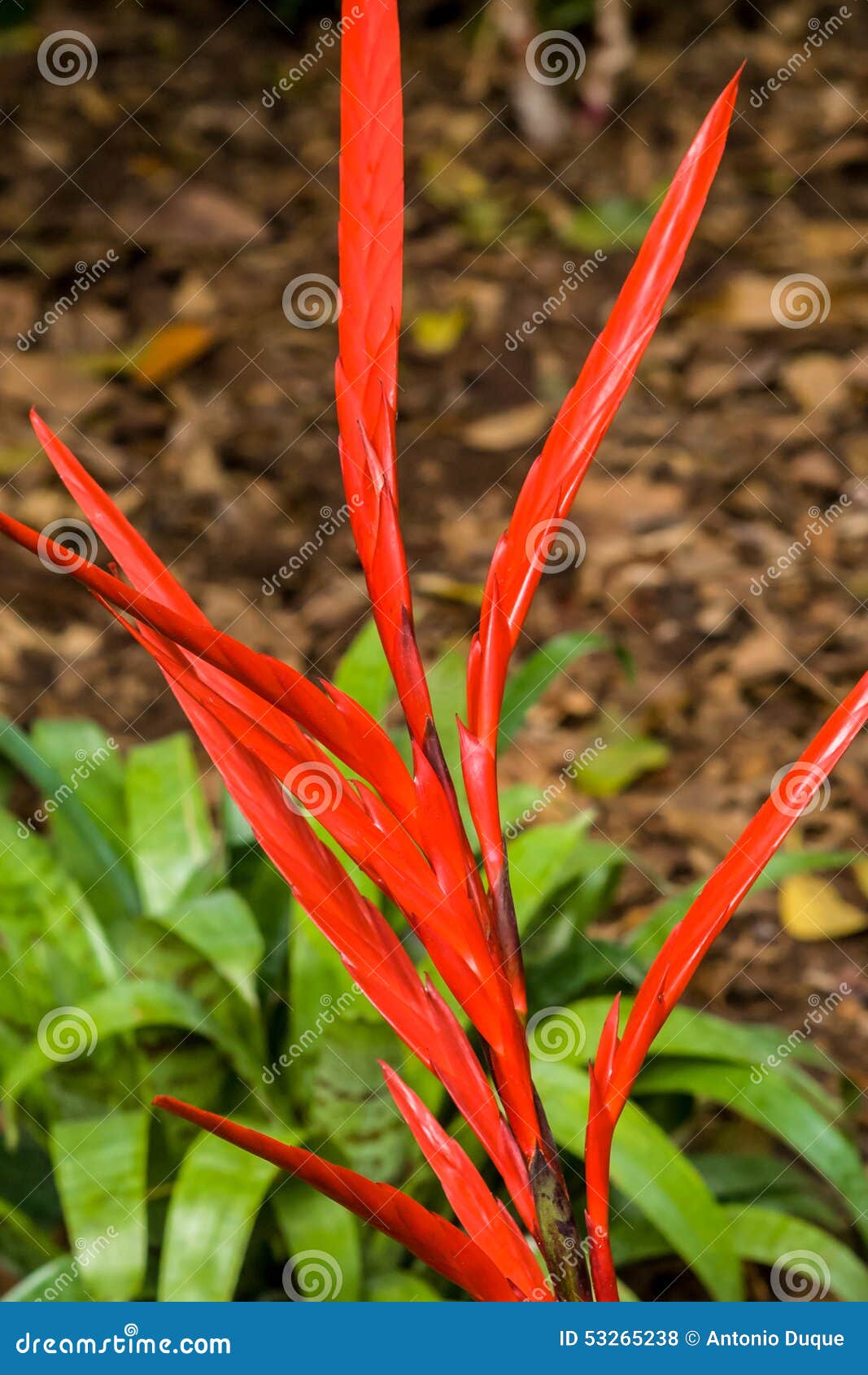 Bromelia stock photo. Image of elegance, fine, flowers - 53265238