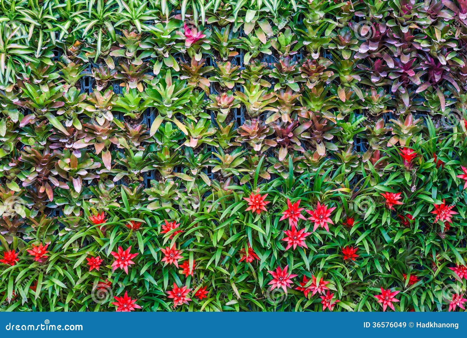 Bromeliad (Aechmea Fasciata) Stock Image - Image of garden, green: 36576049
