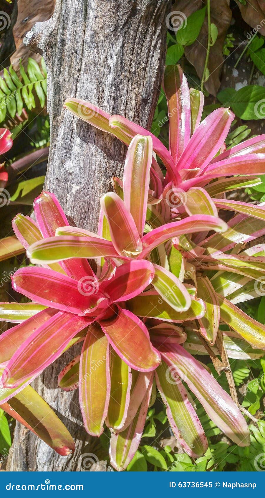 Bromeliad (Aechmea Fasciata) in Garden Stock Image - Image of bromeliad ...