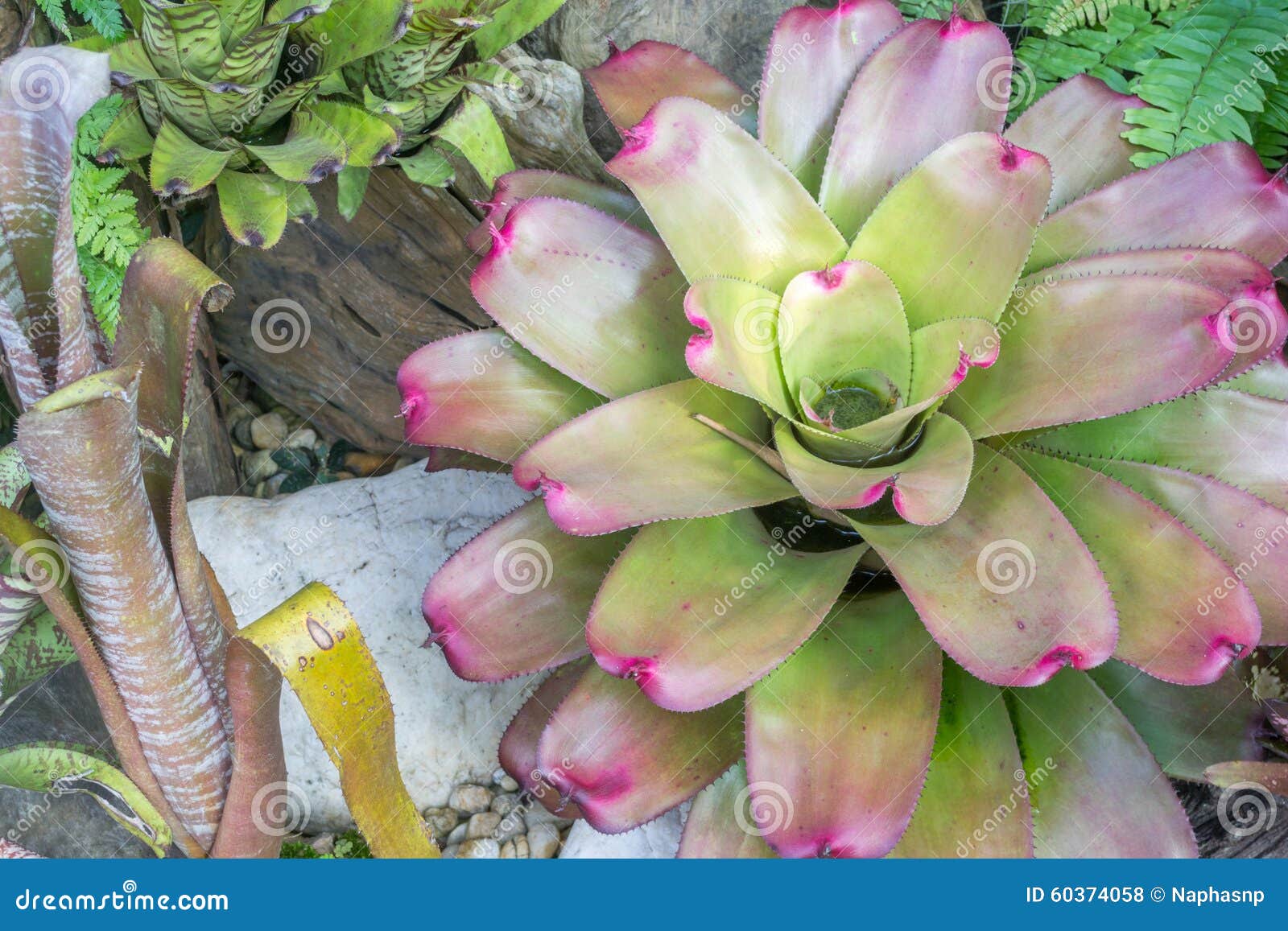 Bromeliad (Aechmea Fasciata) Stock Photo - Image of blossom, nature ...