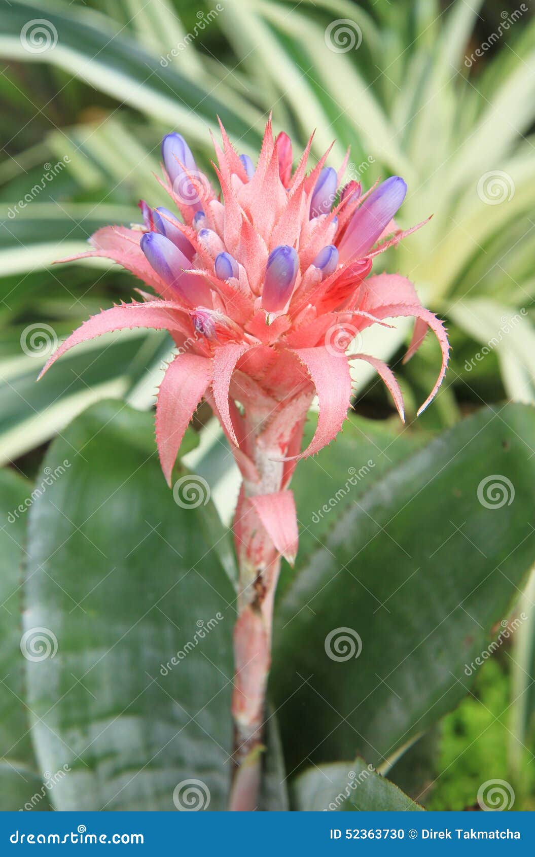 Bromeliad (Aechmea Fasciata) Stock Photo - Image of beautiful, closeup ...