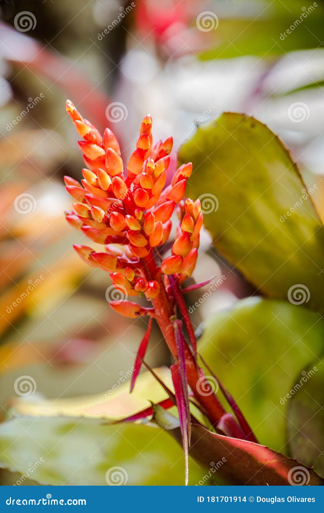Bromeliad Aechmea Plant stock photo. Image of front - 181701914