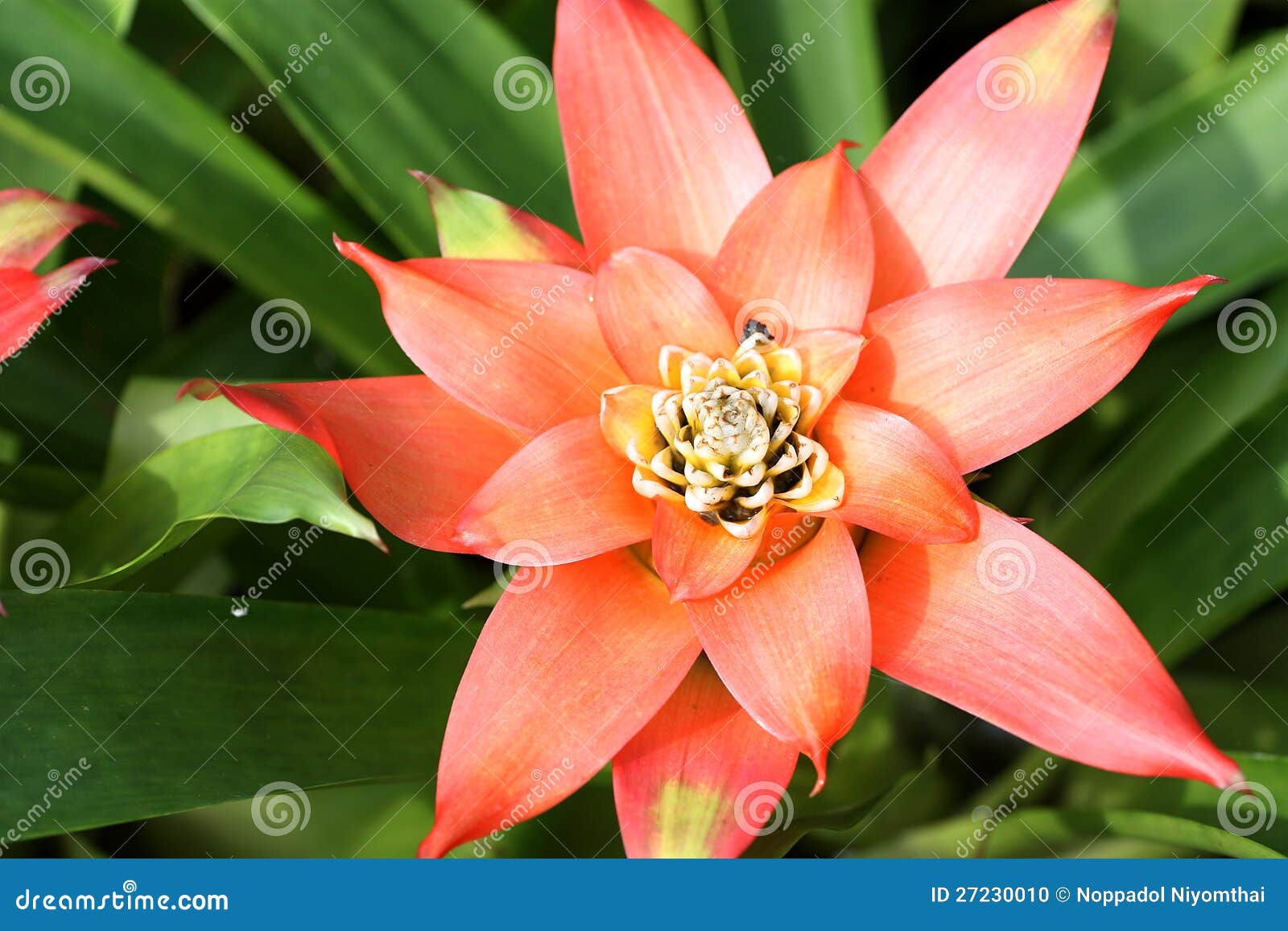Bromeliad, Ananas stock photo. Image of neoregelia, beautiful - 27230010