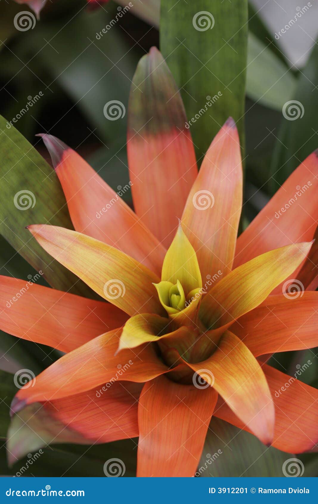 Bromeliad in Bloom stock image. Image of ilumus, tropical - 3912201