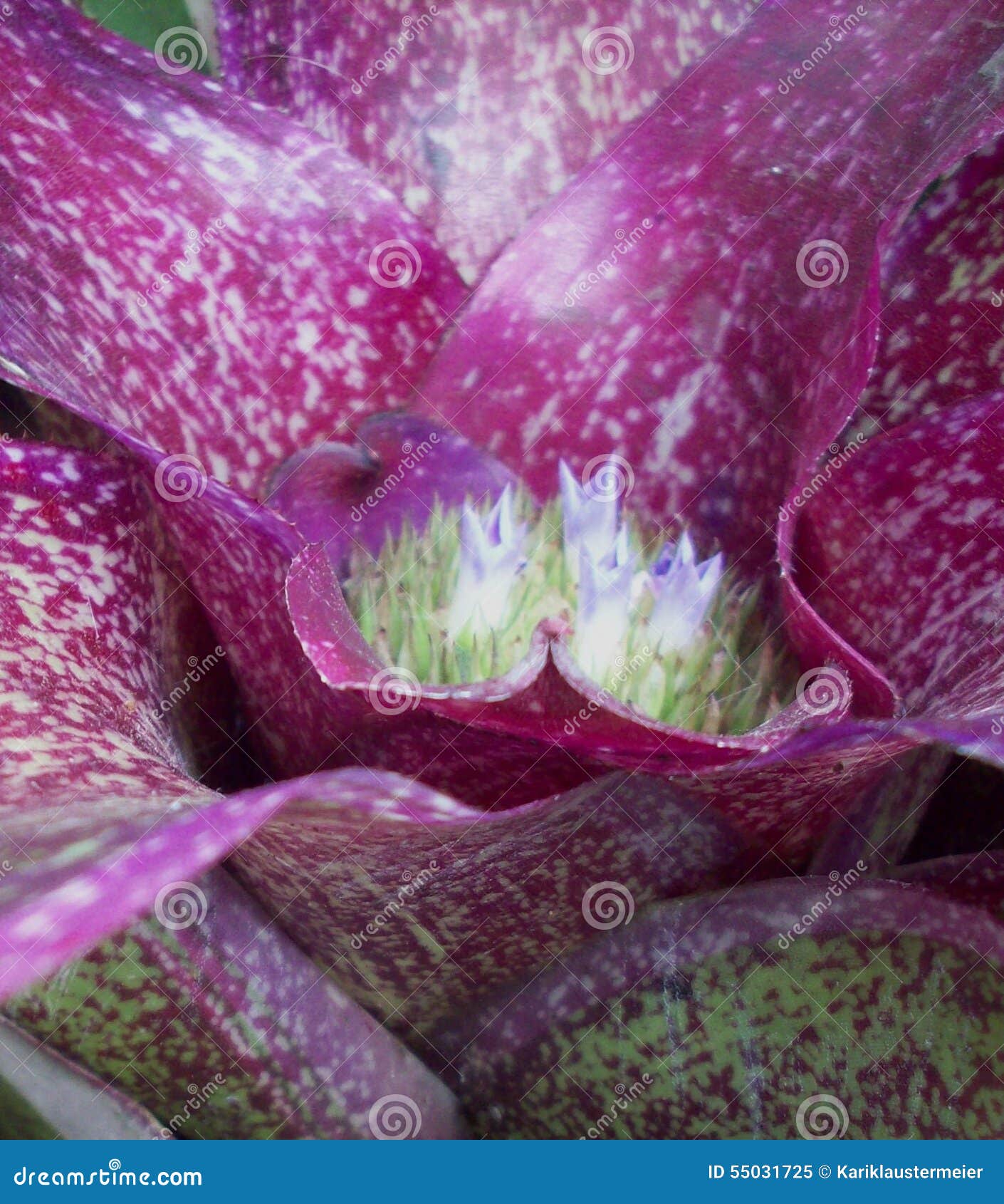 Bromeliad Center Cup stock image. Image of bromeliad - 55031725