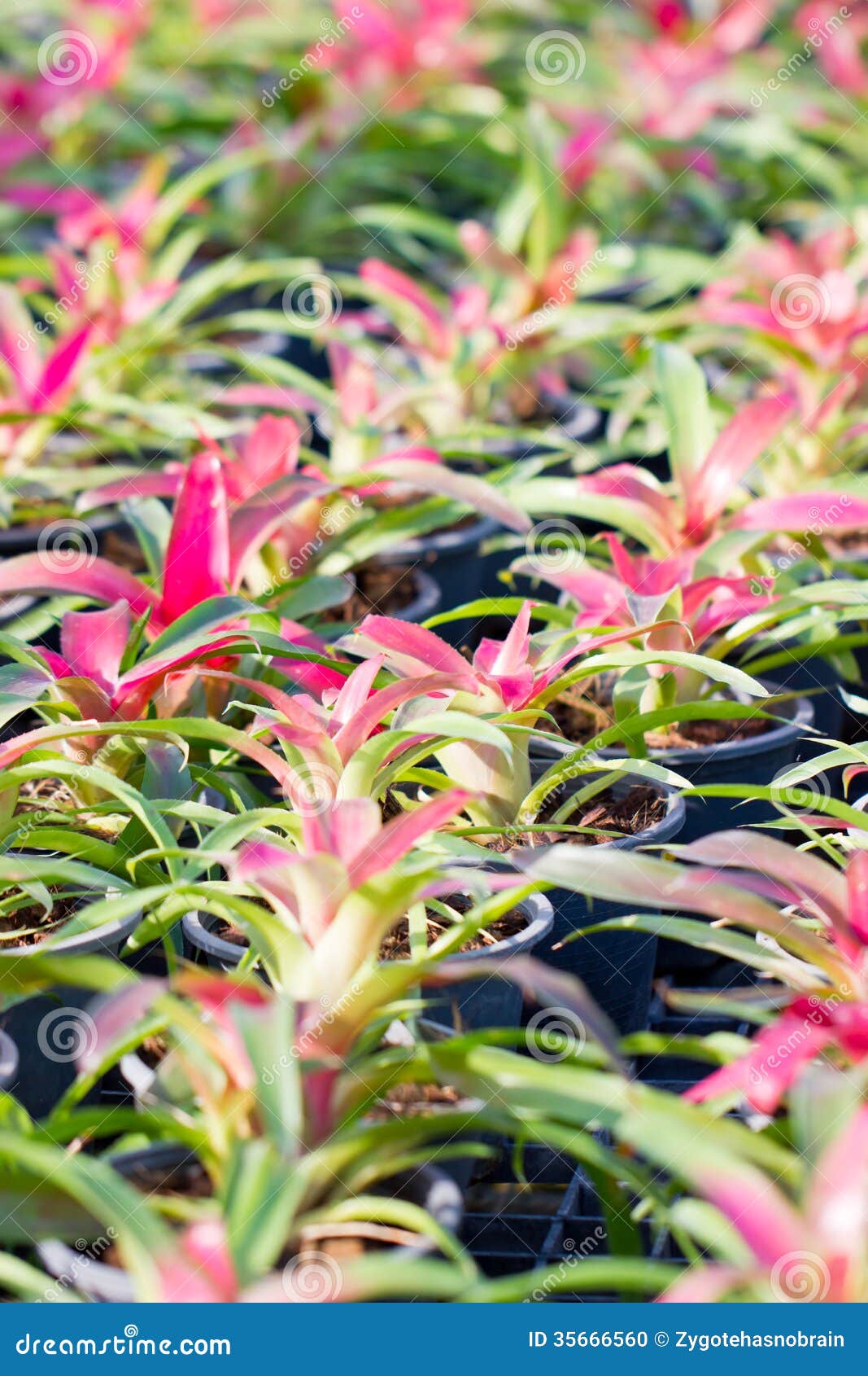 Bromeliad. stock photo. Image of ananas, comosus, field - 35666560