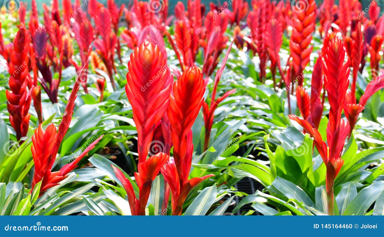 Bromeliad Flower Blooming in Nursery Stock Photo - Image of beautiful ...