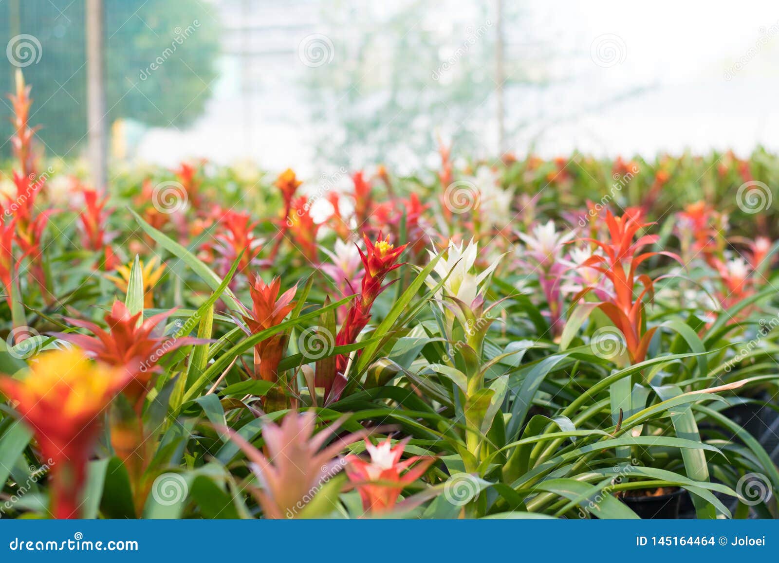 Bromeliad Flower Blooming in Nursery Stock Photo - Image of bromeliad ...