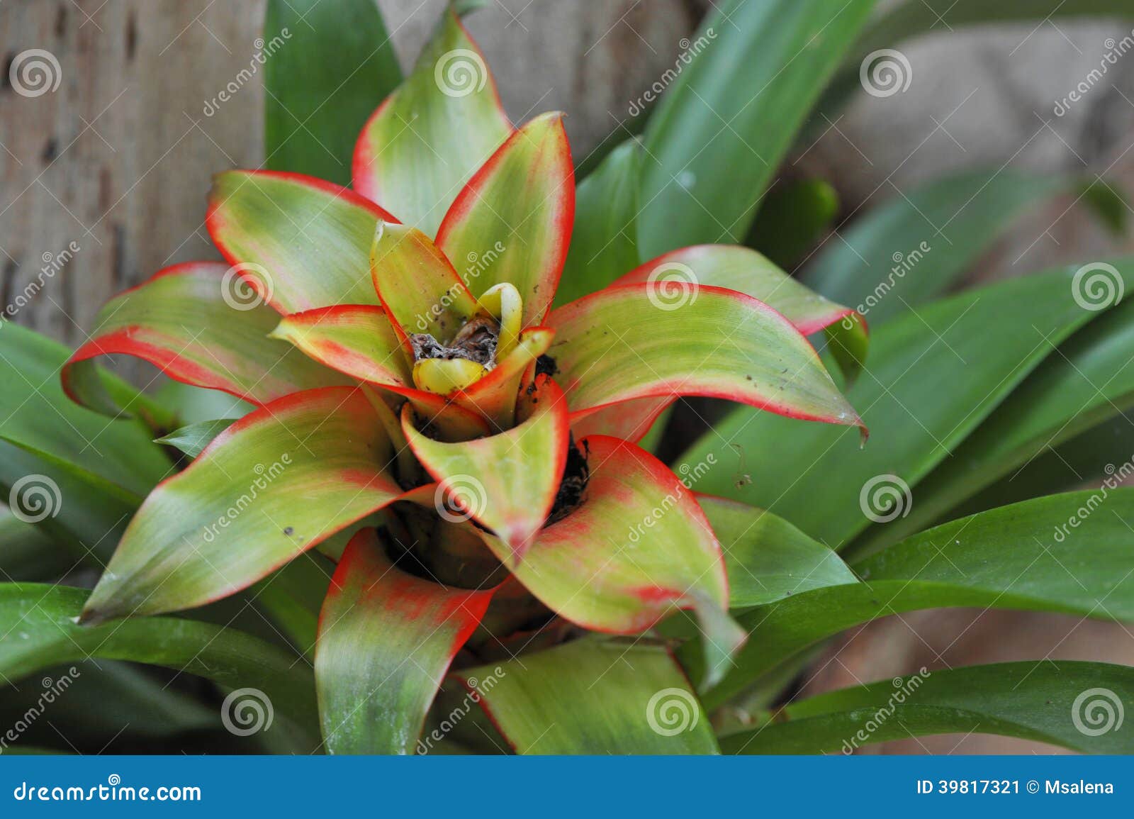 Bromeliad Flower stock image. Image of plant, tropical - 39817321