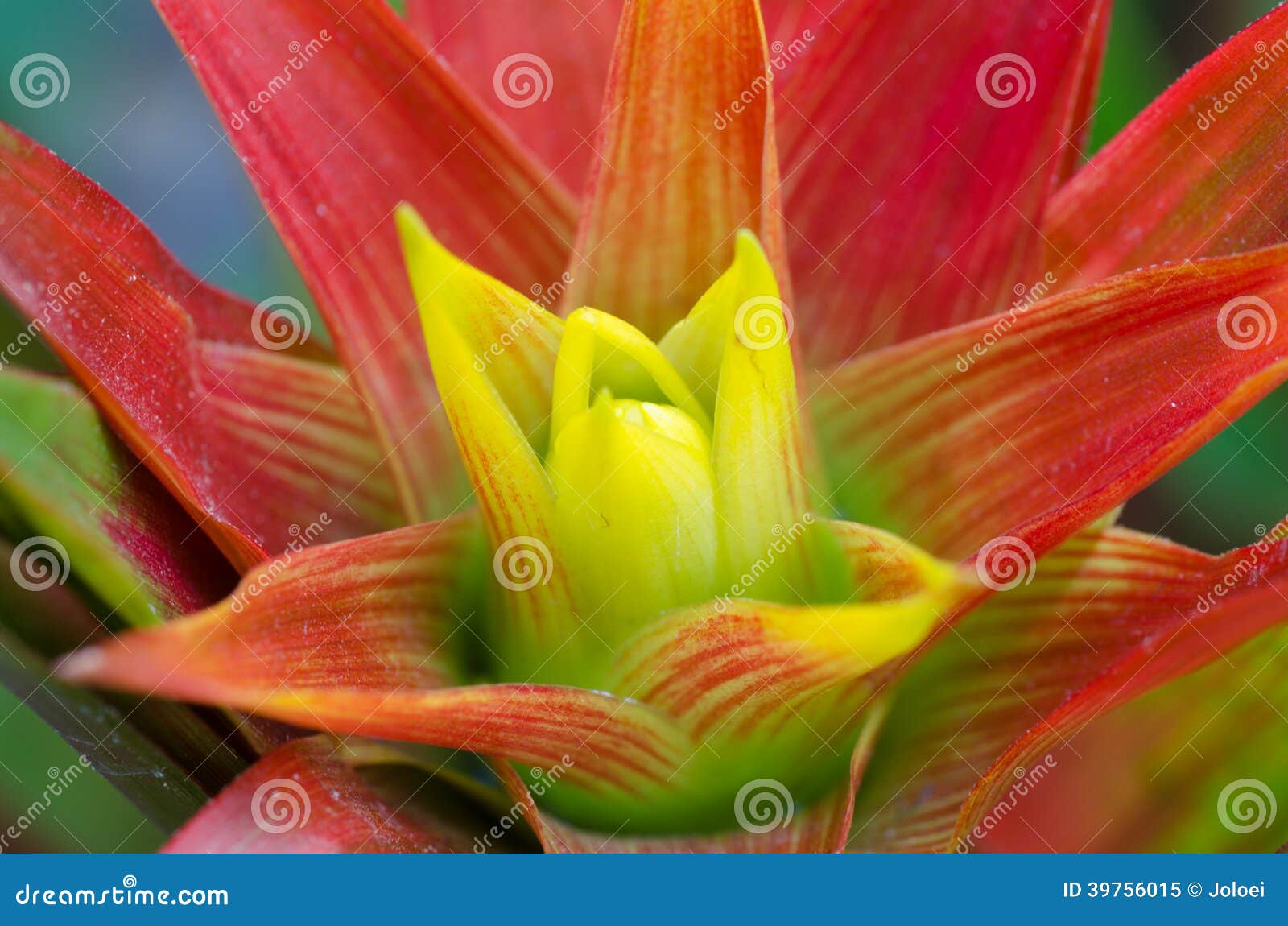 Bromeliad flower stock image. Image of plant, vivid, garden - 39756015