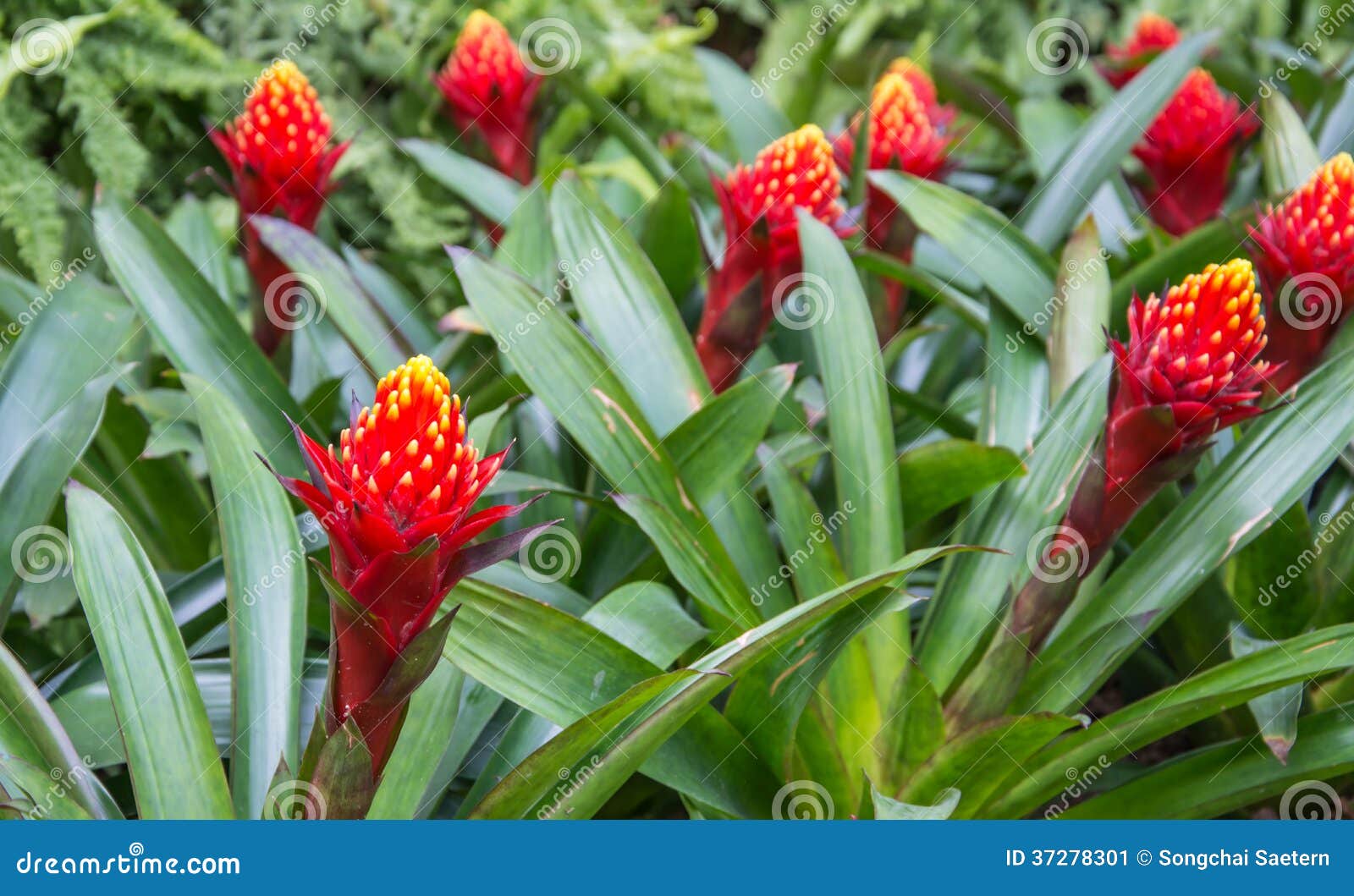 Bromeliad flower stock image. Image of nature, focus - 37278301