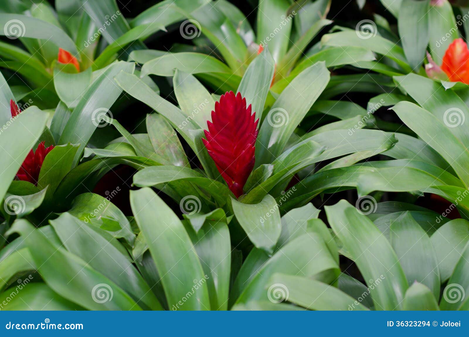 Bromeliad flowers stock photo. Image of color, plant - 36323294