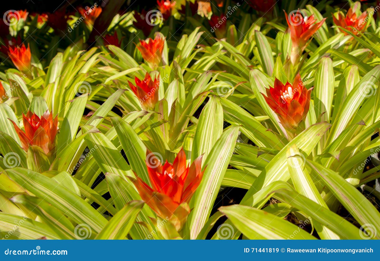 Bromeliad flowers stock image. Image of flora, flowers - 71441819