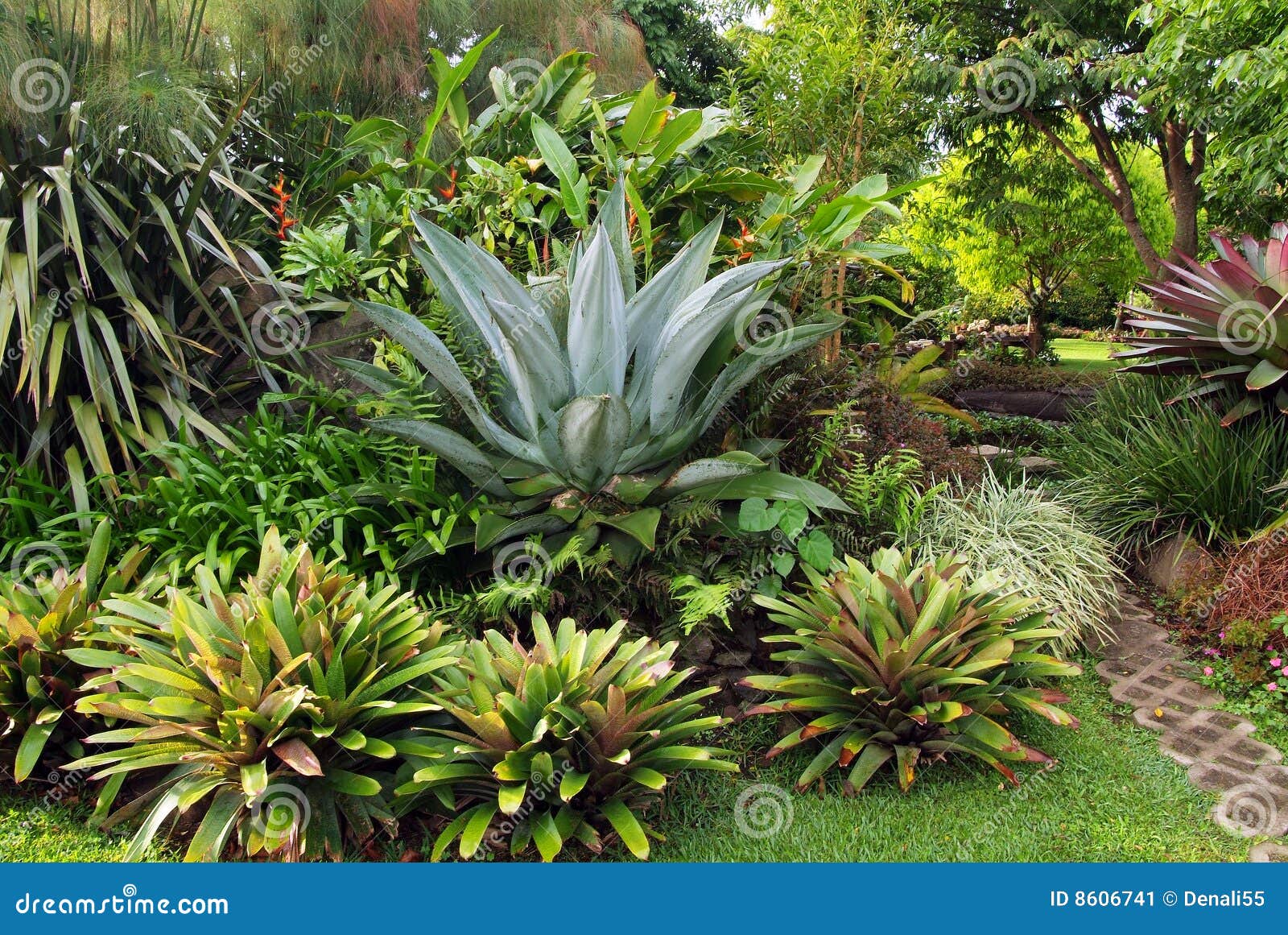Bromeliad garden stock image. Image of growing, variety - 8606741