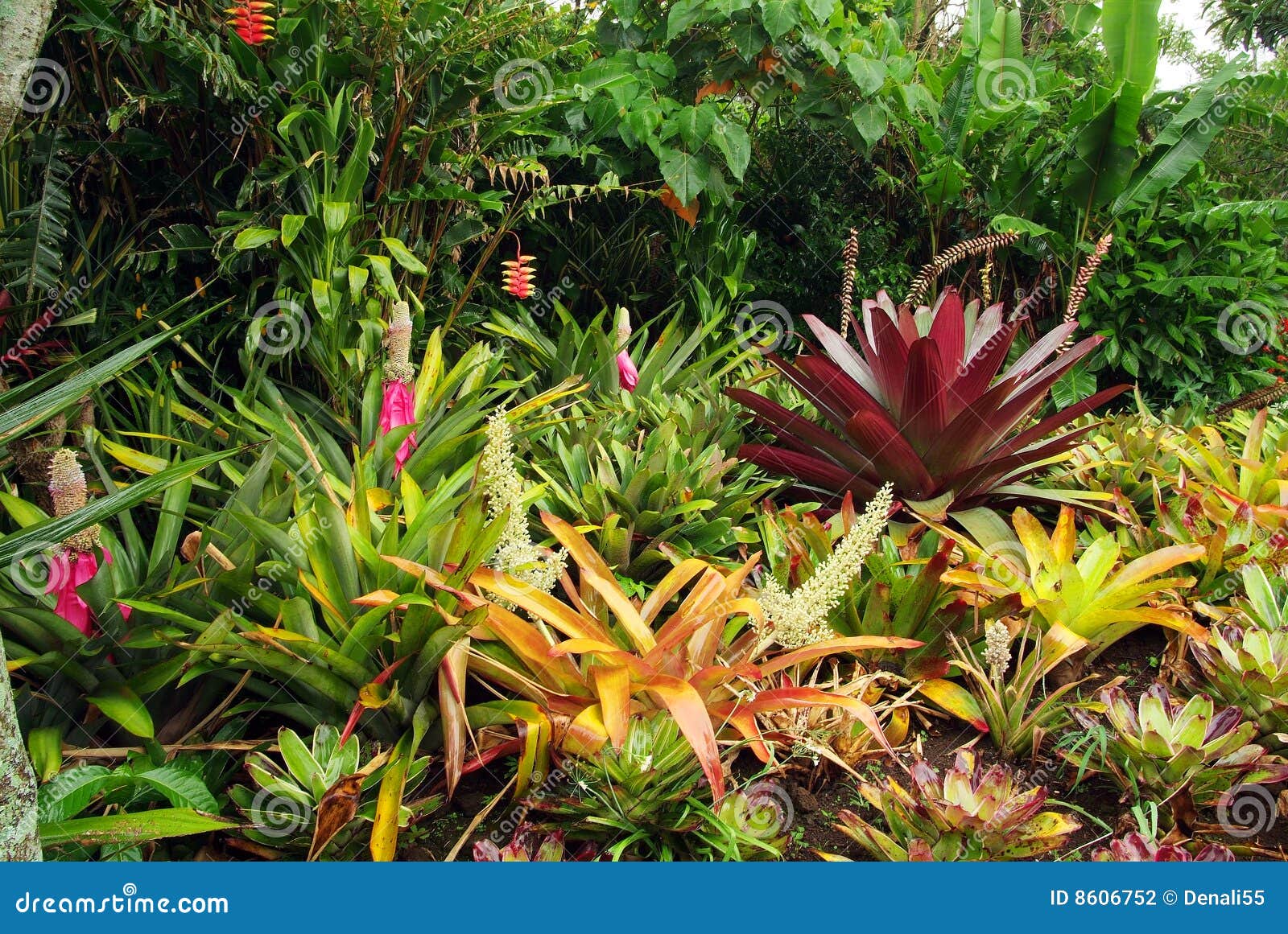 Bromeliad garden. stock photo. Image of blossoms, variety - 8606752