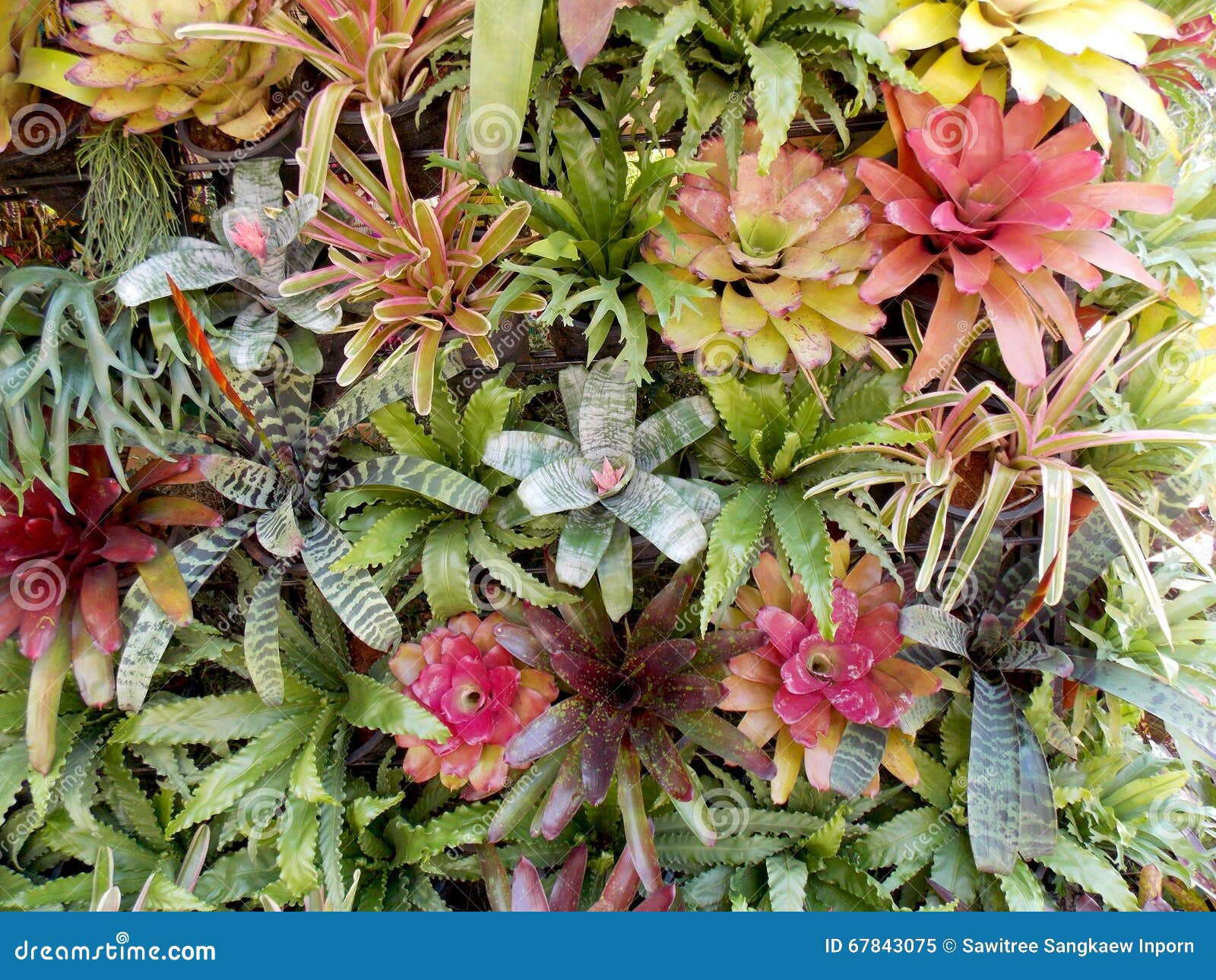 Bromeliad garden stock image. Image of tropical, bromeliad - 67843075