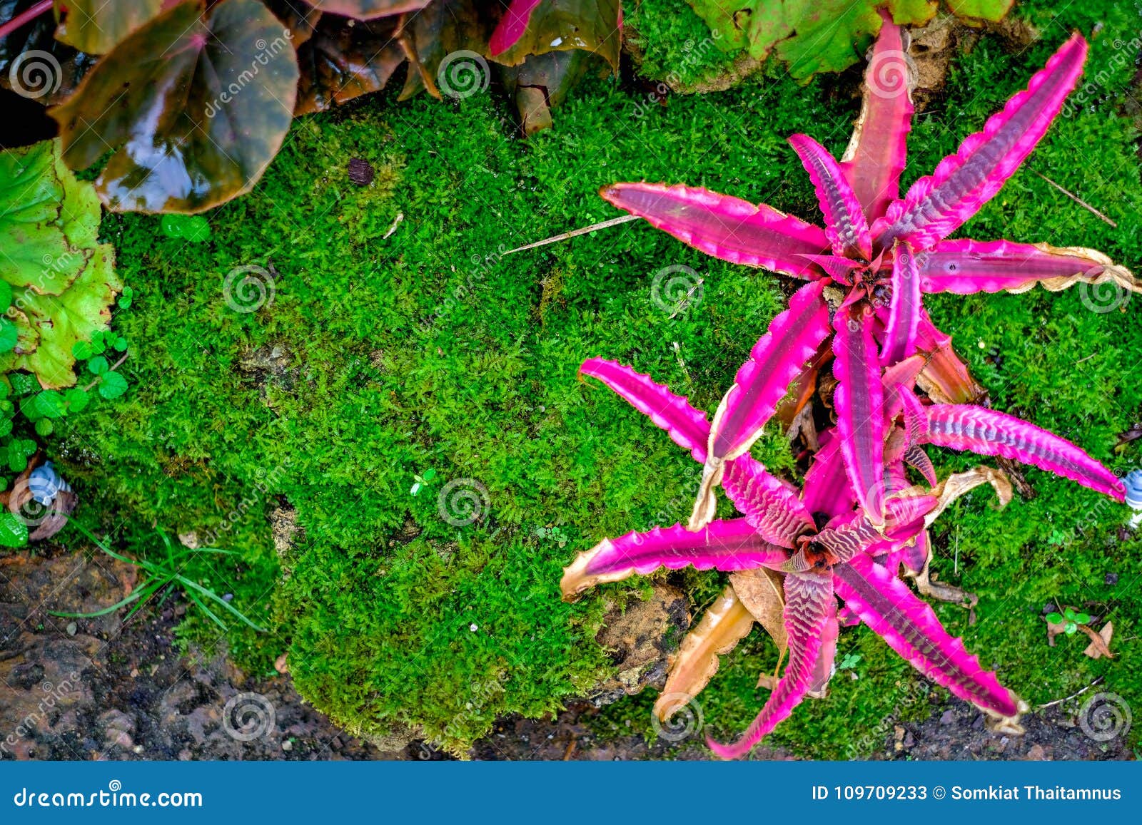 Bromeliad in the Garden. on the Moss Background. Stock Image - Image of ...